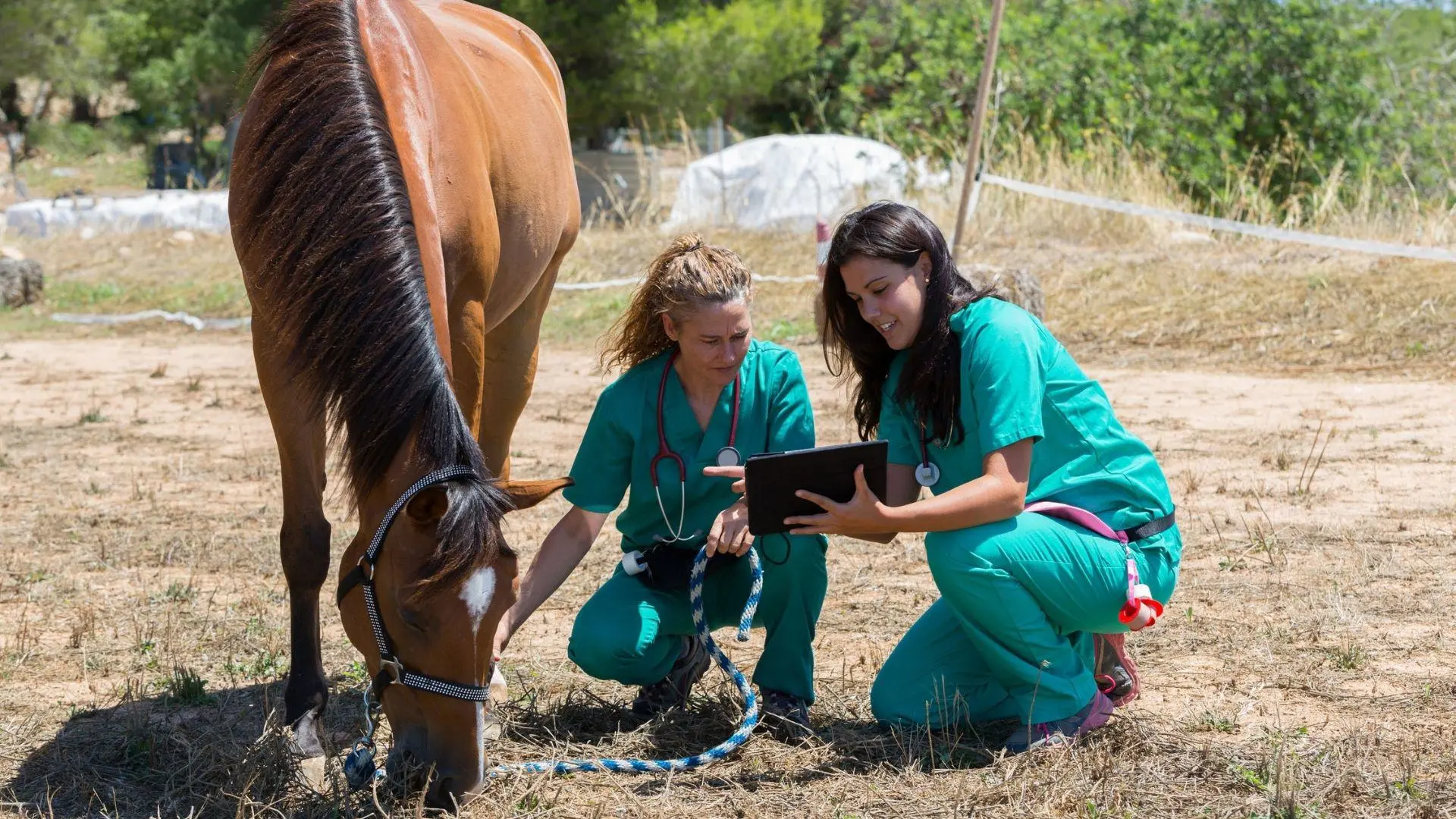 Becoming a Veterinary Nurse | Step by Step Guide