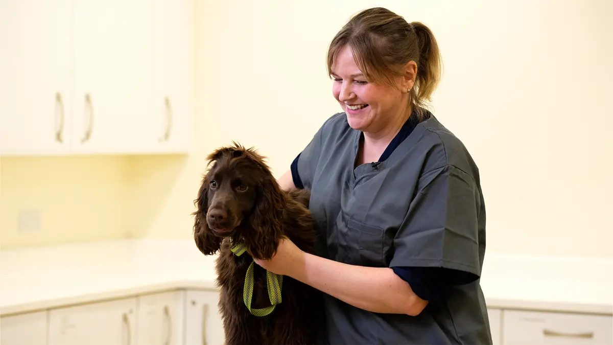 Becoming a Vet in the UK | Step by Step Guide