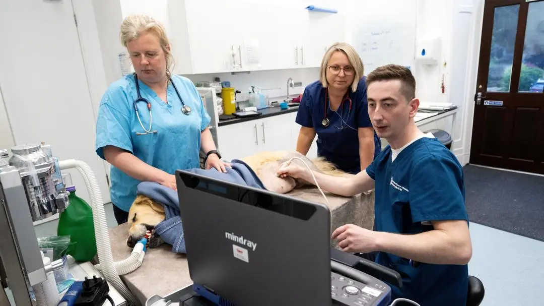 Becoming a Vet in the UK | Step by Step Guide