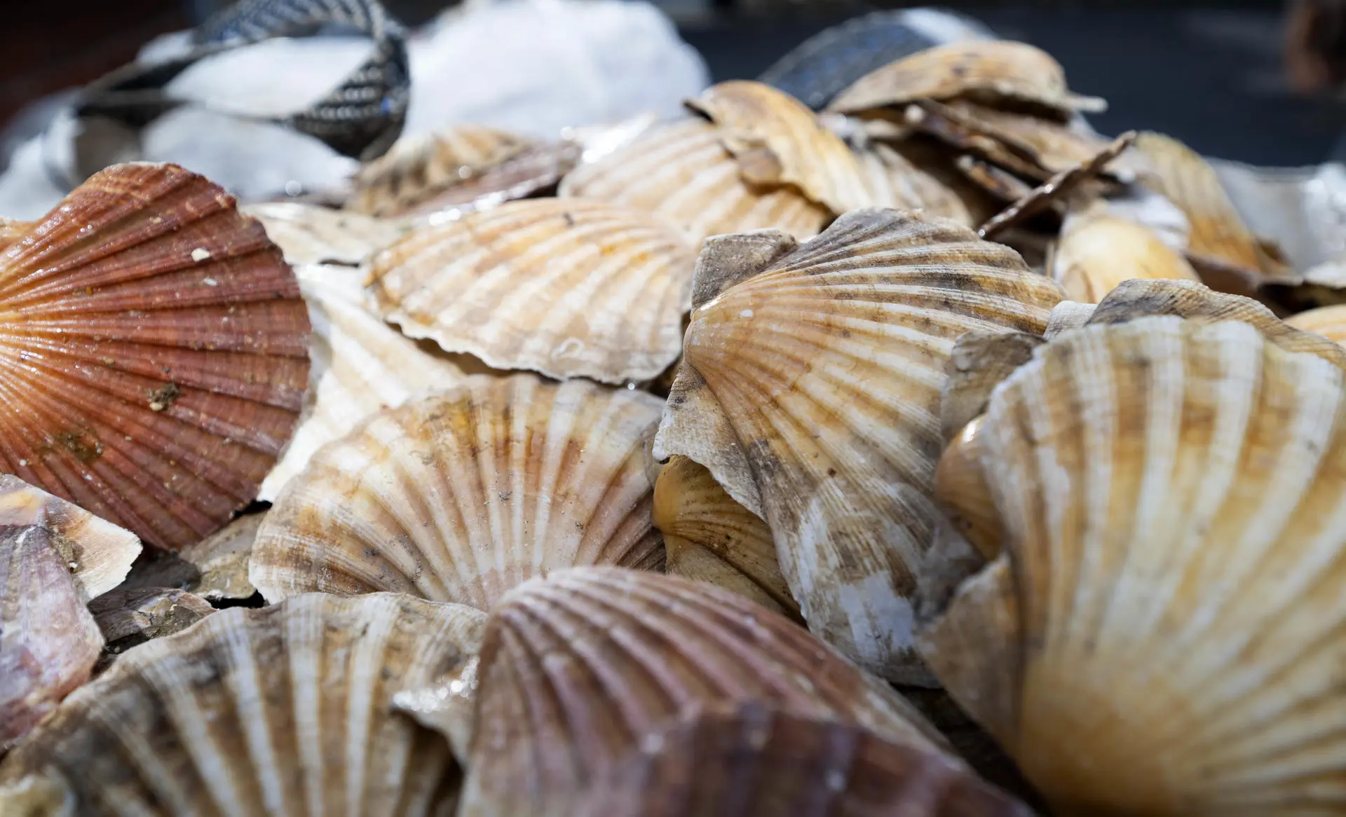 Blackpool makes waves as the UK's pioneer in seashell concrete testing